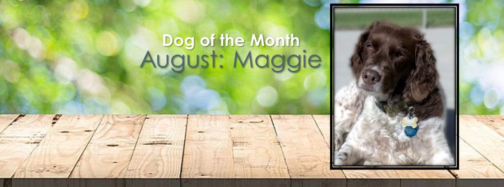 Dog Of The Month: August 2018 - Harmony Pet Clinic